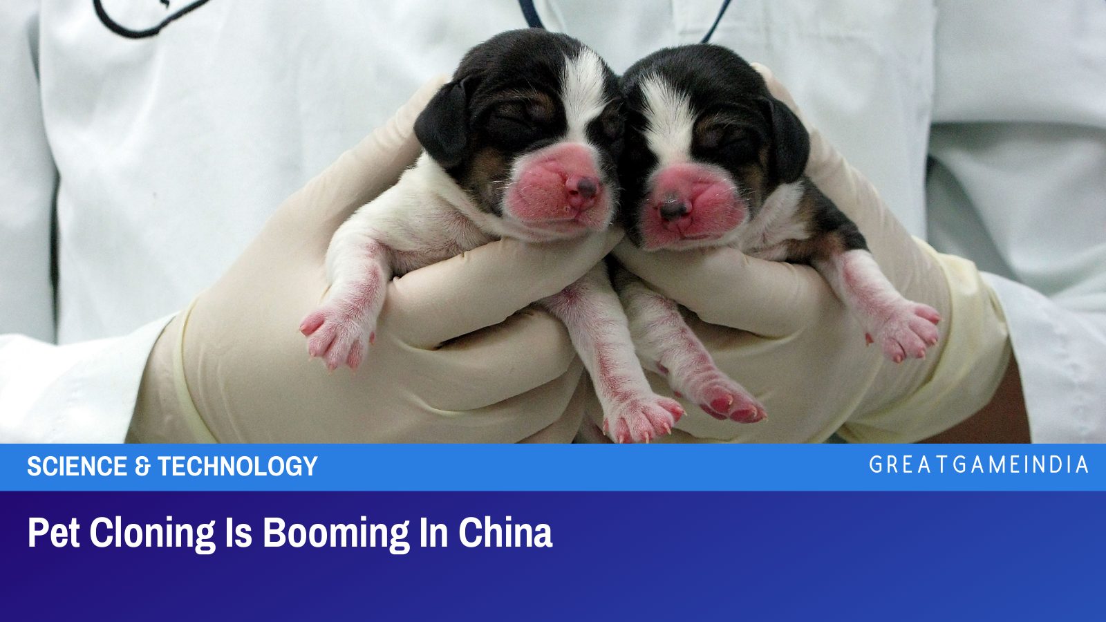 Pet Cloning Is Booming In China - GreatGameInternational
