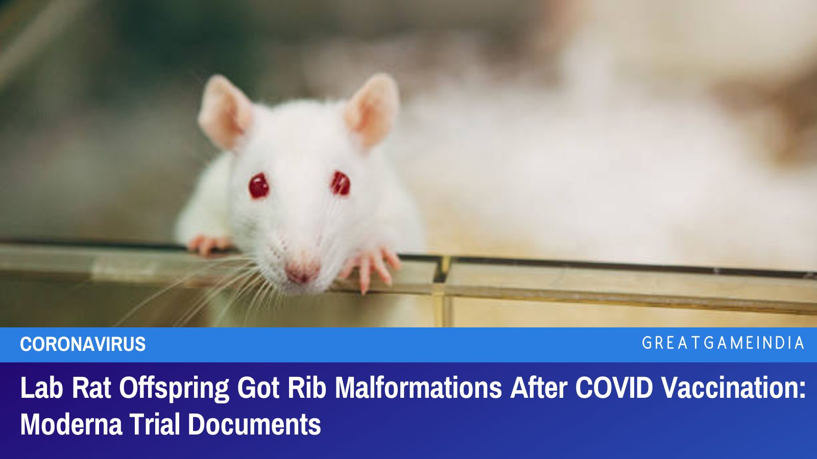 Lab Rat Offspring Got Rib Malformations After COVID Vaccination ...