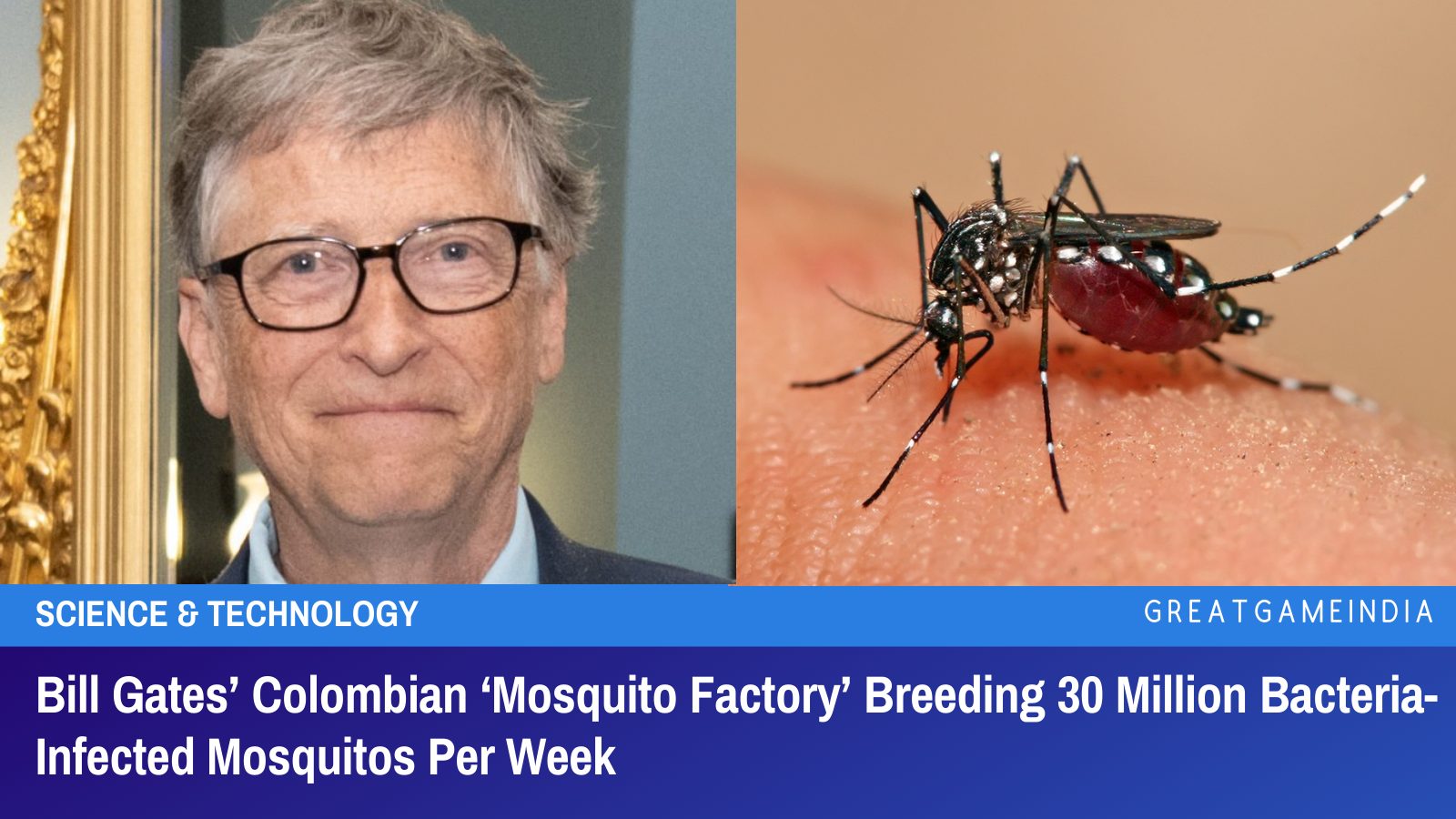 Bill Gates’ Colombian Mosquito Factory Breeding 30 Million Bacteria ...
