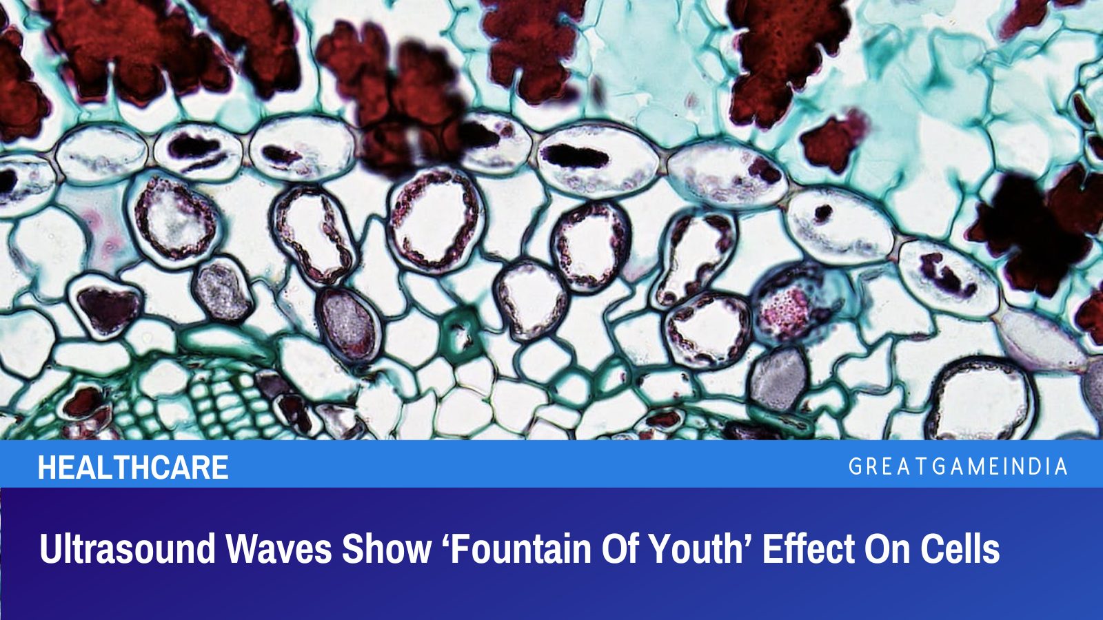 Ultrasound Waves Show ‘Fountain Of Youth’ Effect On Cells ...