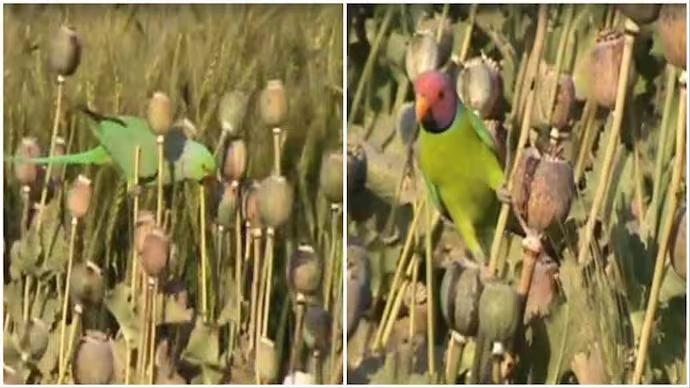 Parrots Fly High With Opium In Madhya Pradesh - GreatGameInternational