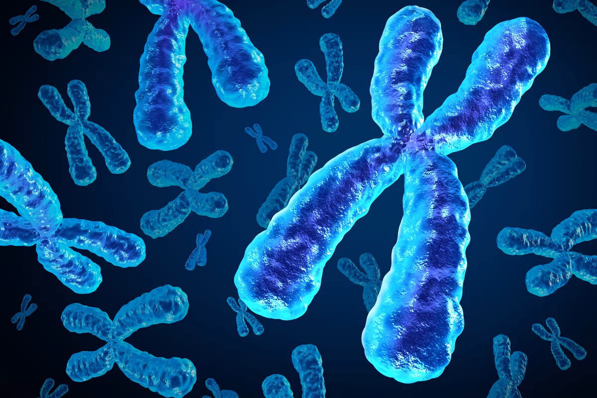 Scientists Discover How X Chromosome Gets Its Shape ...