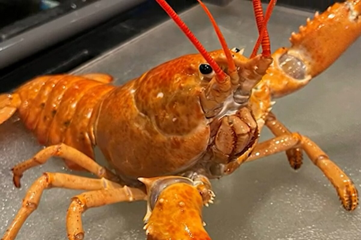 This Orange Lobster Is A "one-in-30 Million" Find, Experts Say - GreatGameInternational
