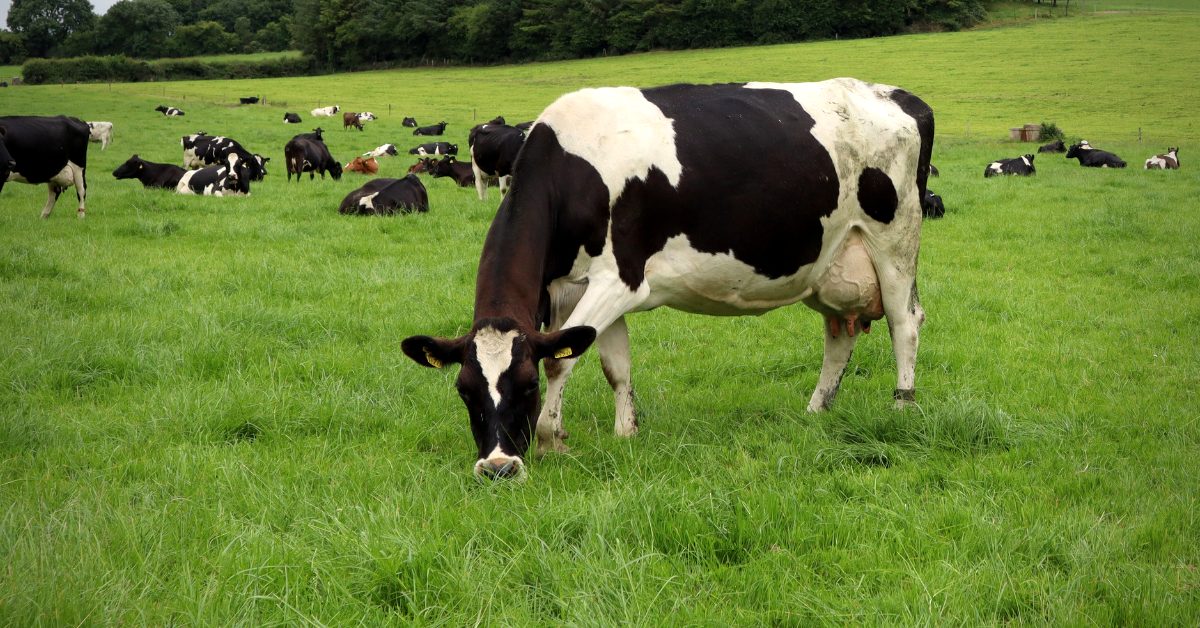 Denmark's $3.7 Billion Plan To Tax Cows: Will Cost Farmers $100 Per Cow ...